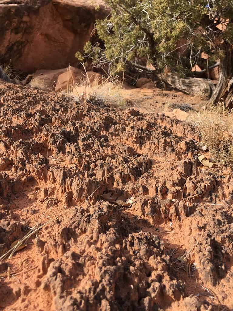 CRC’s first artist-in-residence draws attention to biocrust - Moab Sun News