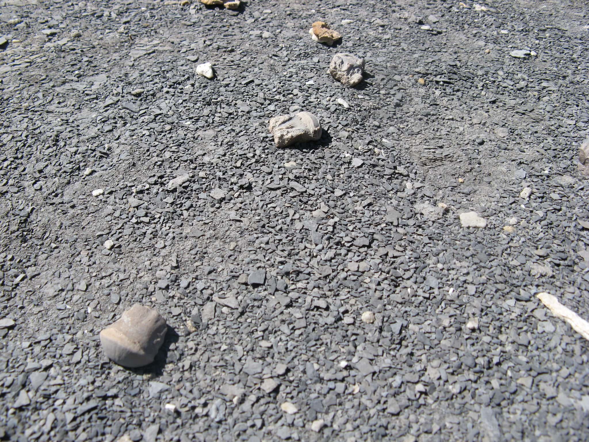 North America’s oldest mosasaur fossil found at Grand Staircase ...